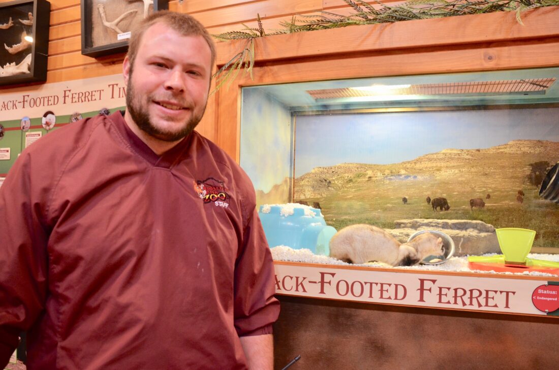 Minot zoo team helps spotlight black-footed ferrets | News, Sports ...